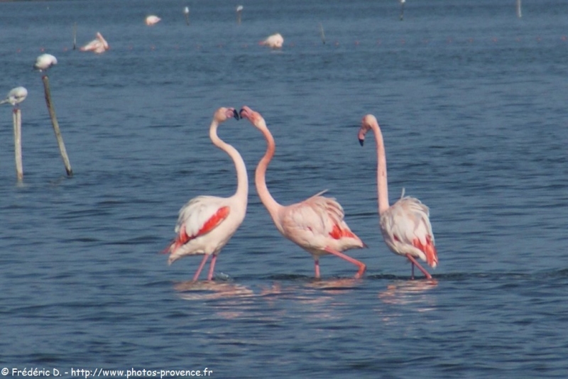Flamants roses en photos en Camargue